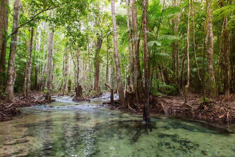 The Plentiful Plants and Trees Stock Image - Image of green, forrest ...