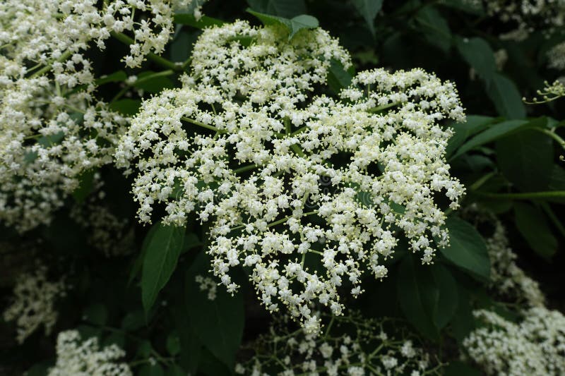 Plentiful White Flowers of Black Elderberry in June Stock Image - Image ...