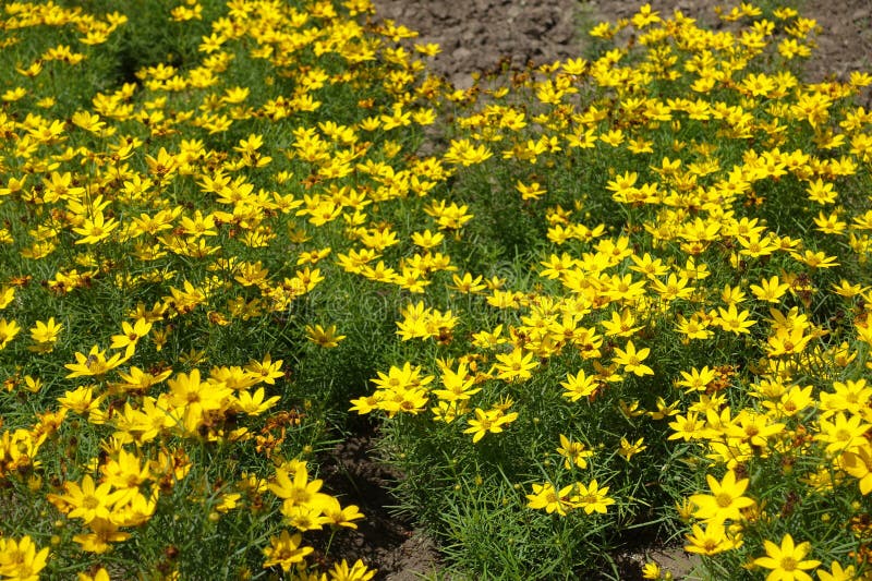 Plentiful Yellow Flowers of Coreopsis Verticillata Stock Image - Image ...