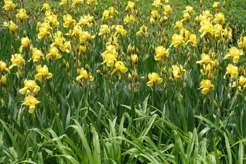 Plentiful Yellow Flowers of Iris Germanica in May Stock Photo - Image ...
