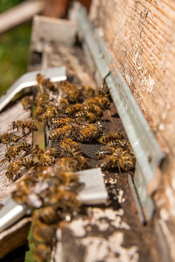 Plenty of Bees at the Entrance of Beehive in Apiary. Stock Photo ...