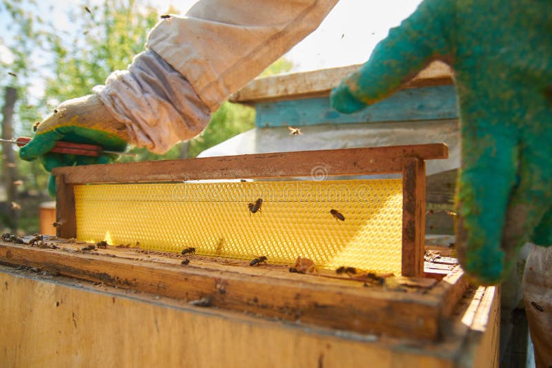 Gloved Beekeeper Sets Empty Empty Beehive Frame... Stock Photo - Image ...