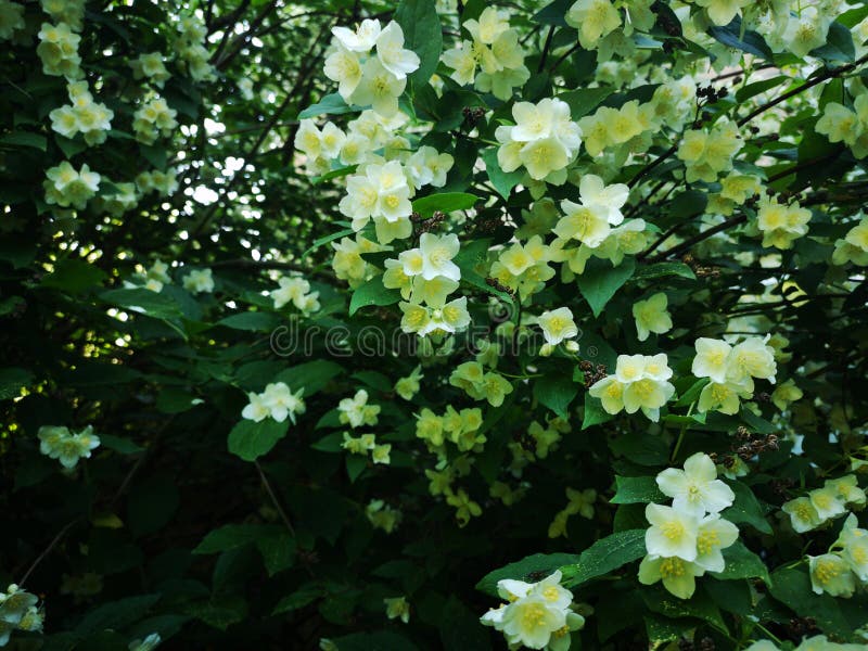 Flowering Jasmine in the Garden Stock Image - Image of summer, jasmine ...