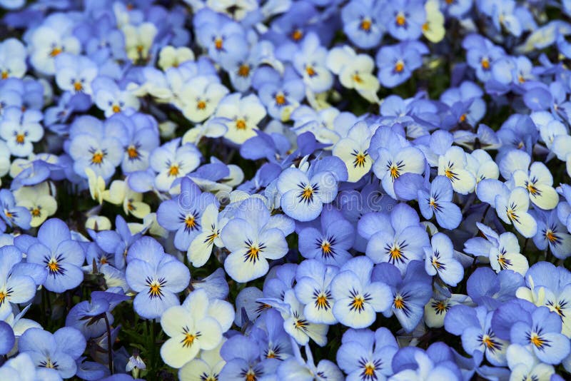Plenty of Blue Viola Plant Growing Outdoors. Stock Image - Image of ...
