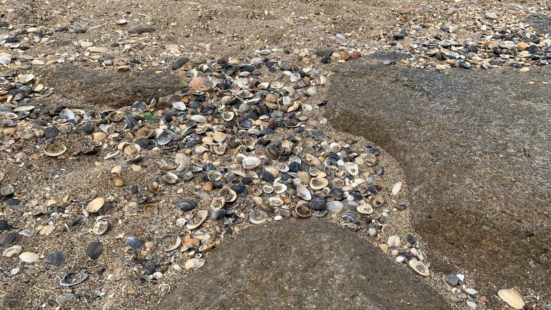 Plenty Colorful Shells on the Sand Stock Photo - Image of beige, ocean ...