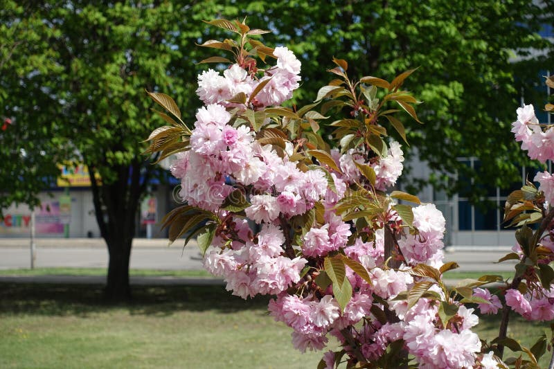 Plenty of Double Pink Flowers in the Leafage of Blossoming Sakura in ...