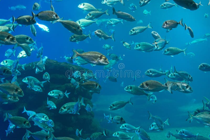 Plenty of fish. stock photo. Image of marine, color, tourism - 47458942