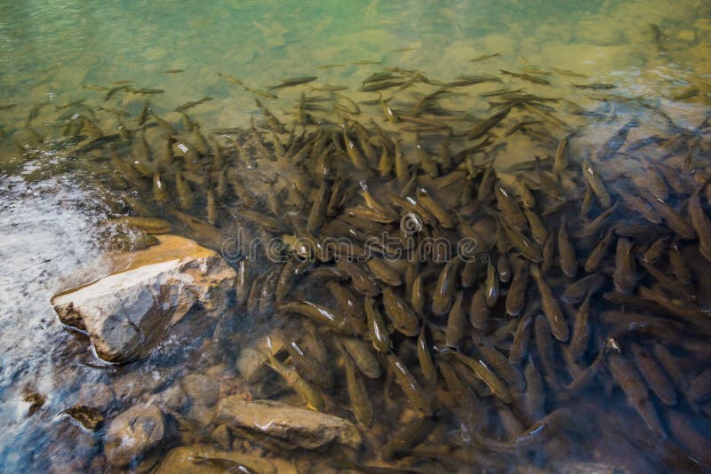 Plenty of Fish in the Stream that Flows from the Waterfall. Stock Photo ...