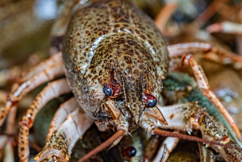 Plenty of Fresh Crayfish. Raw Crayfish are Plentiful Stock Image ...