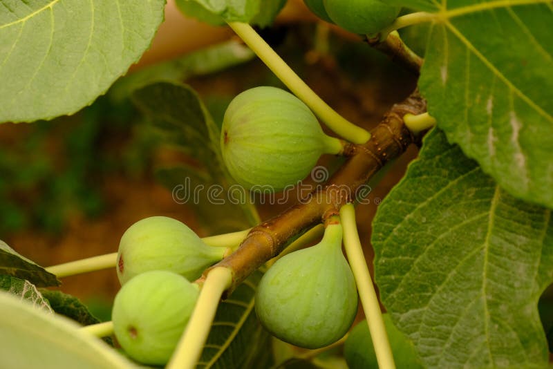 Plenty of Fresh Fig Fruit on Tree. Stock Photo - Image of africa ...