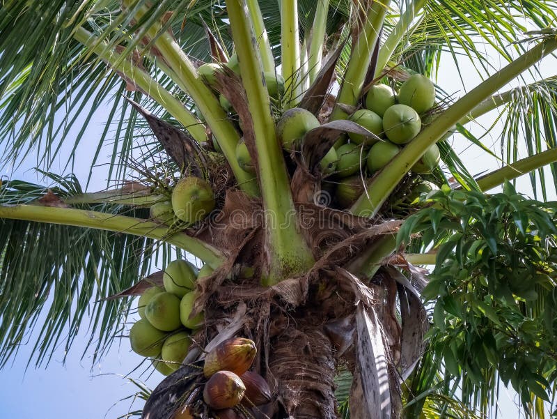 Close Up of Green Coconuts on a Palm Tree Stock Photo - Image of leaf, garden: 363209964