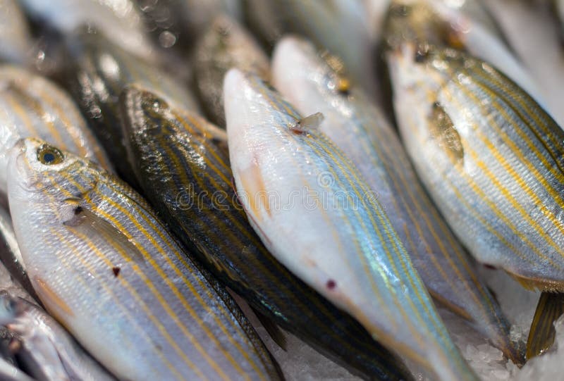 Plenty of Fresh Mediterranean Fish. Stock Image - Image of marine ...