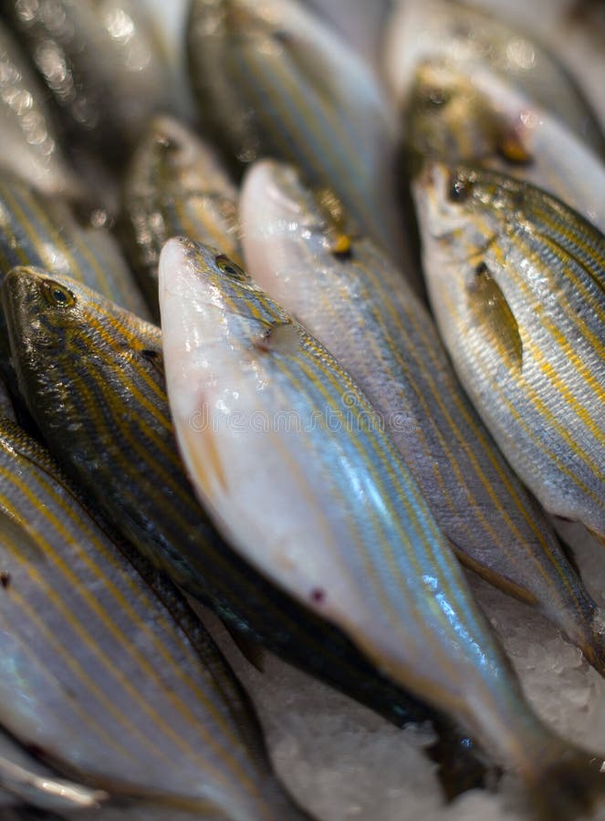 Plenty of Fresh Mediterranean Fish. Stock Photo - Image of cooking ...
