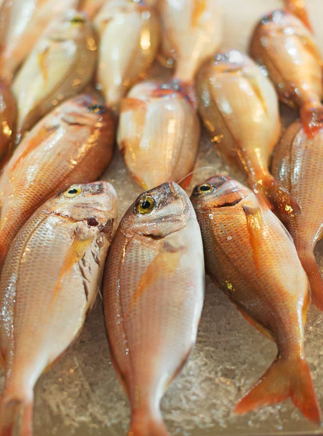 Plenty of Fresh Mediterranean Fish. Stock Photo - Image of nutrition ...