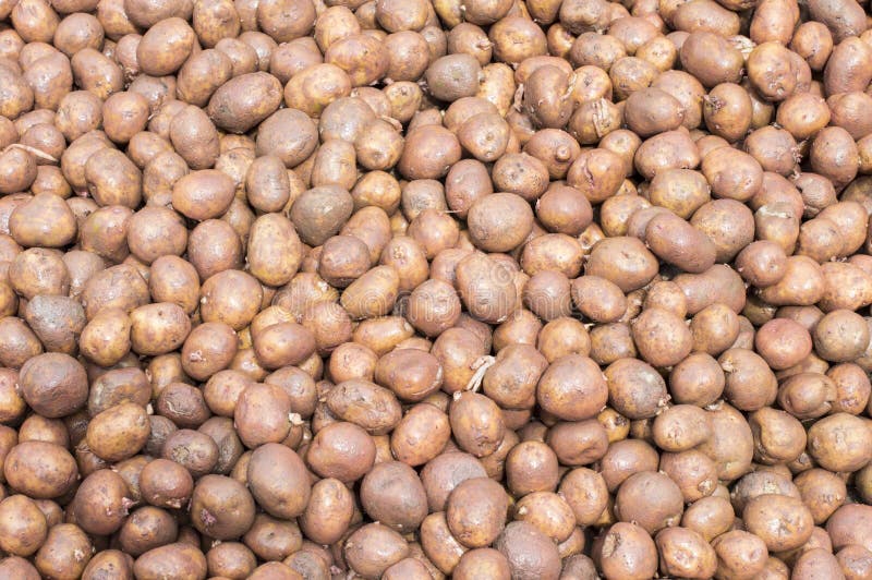 Textures Plenty of Fresh Unpeeled Potatoes Harvested from the Field ...