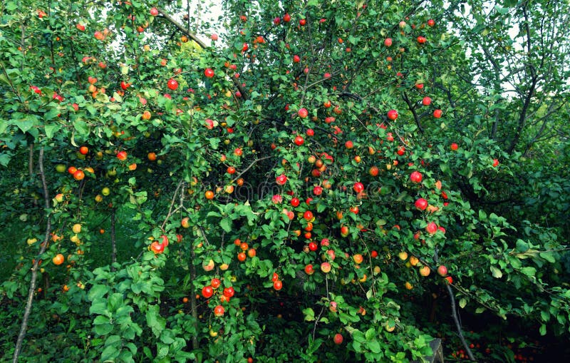 Plenty of Fruit on the Apple Tree at Summer Season Stock Image - Image ...