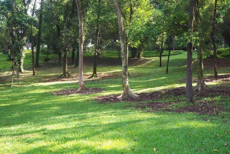 Green Leaf in the Morning Light Stock Image - Image of lush, morning ...