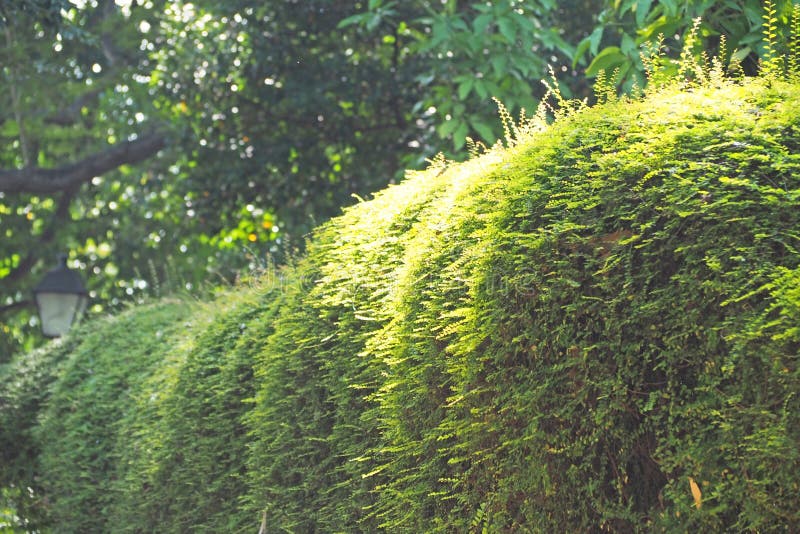 Green Leaf in the Morning Light Stock Photo - Image of morning, beauty ...