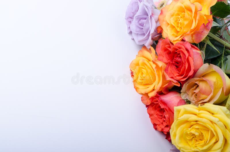 Plenty of Multi Colored Roses Copy Space Backdrop Stock Photo - Image ...