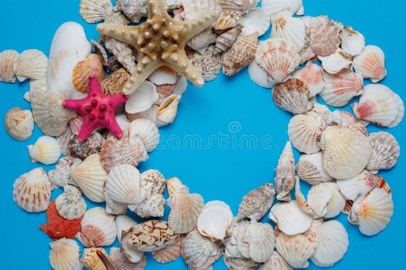 Nice Tropical Seashell Frame Collection Flat Lay Stock Photo - Image of ...
