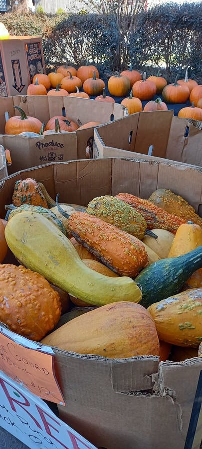 Plenty of Pumpkins stock photo. Image of plenty, size - 259778144