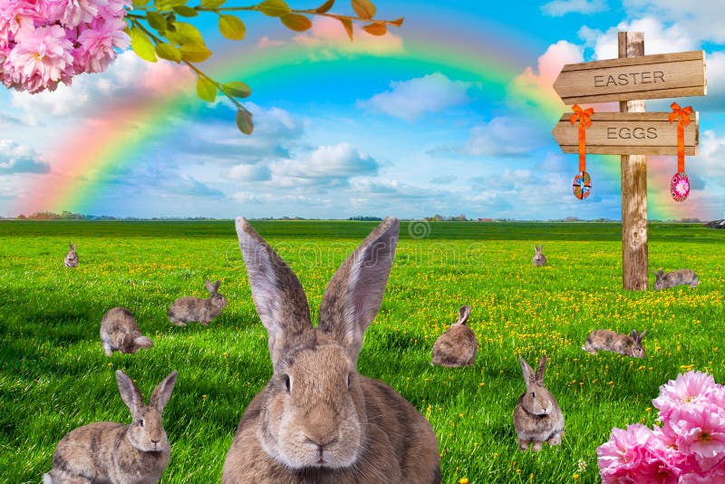 Plenty of Rabbits on Green Meadow with Rainbow in the Background. Stock ...