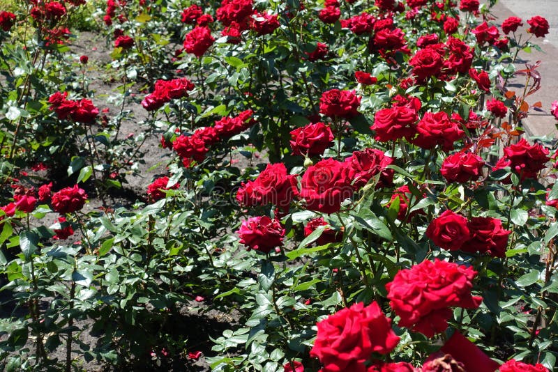 Plenty of Red Flowers of Roses Stock Photo - Image of bright, cultivar ...