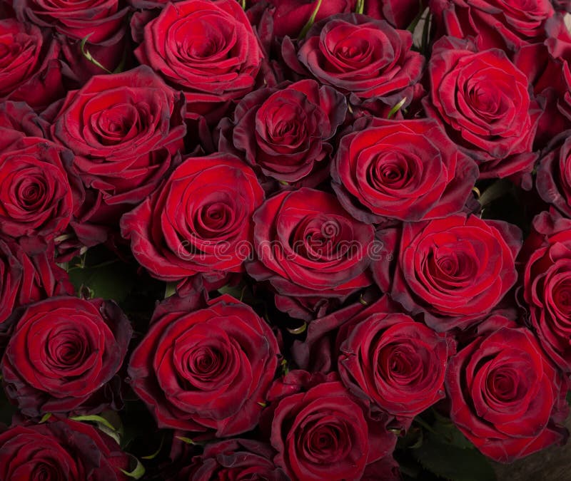 Plenty Red Natural Roses Seamless Background Stock Image - Image of ...