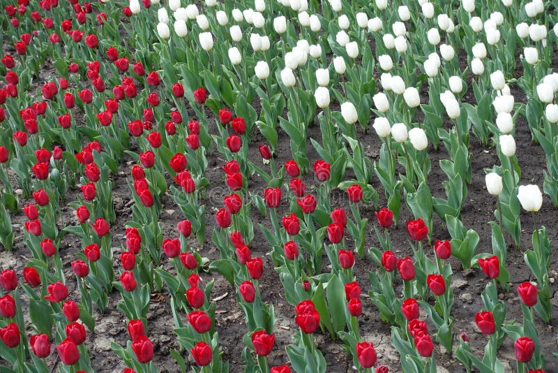 Plenty of Red and White Flowers of Tulips in April Stock Image - Image ...