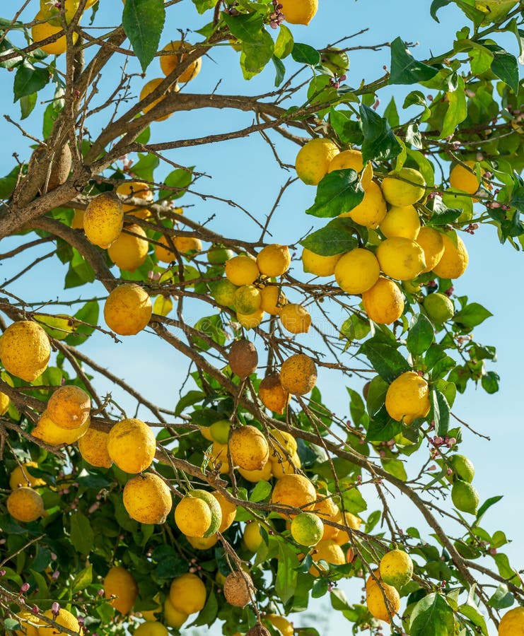 Plenty of Ripe Lemon Fruits on the Tree. View at the Fruits Below Stock ...