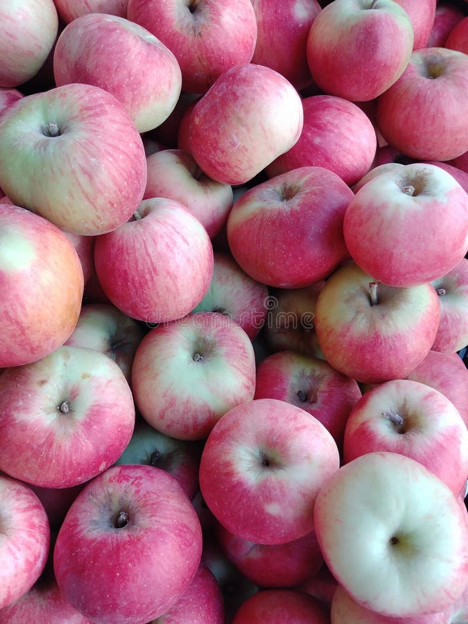 Plenty of Ripe Red and White Apples Stock Photo - Image of harvest ...