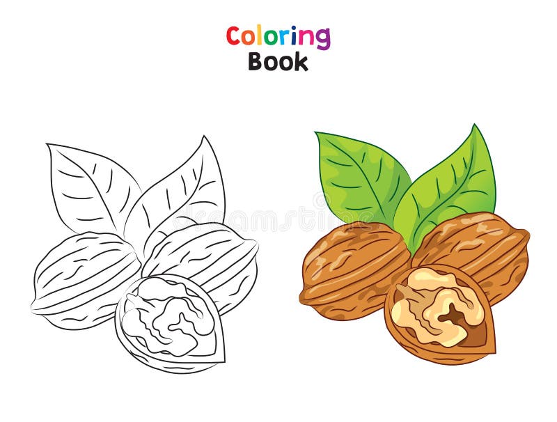 Walnut Coloring and White Background Stock Vector - Illustration of ...