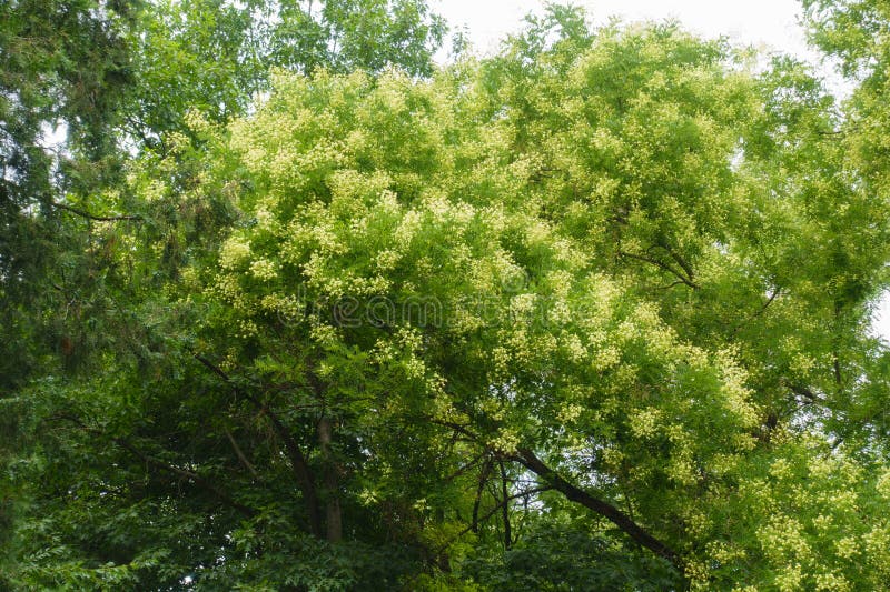 Plenty of White Flowers of Styphnolobium Japonicum Tree in August Stock ...