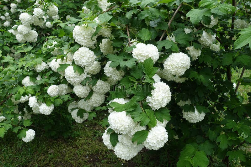 Plenty of White Flowers of Viburnum Opulus Roseum in May Stock Image ...