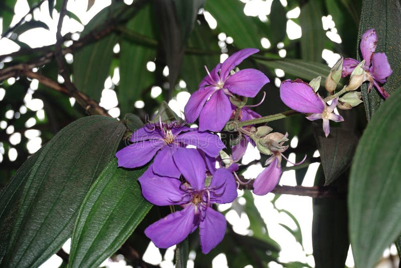 Pleroma semidecandrum stock photo. Image of wildflower - 267795406