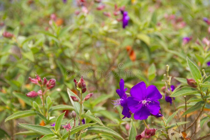 Pleroma Urvilleanum Stock Photos - Free & Royalty-Free Stock Photos ...