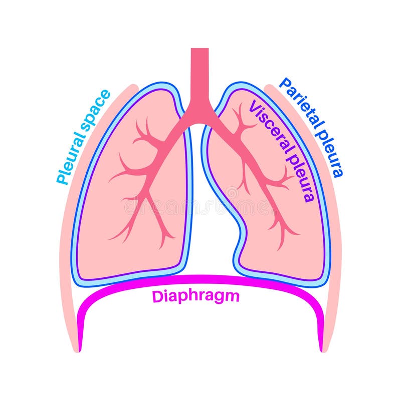 Pleura anatomical poster stock vector. Illustration of biology - 275367558
