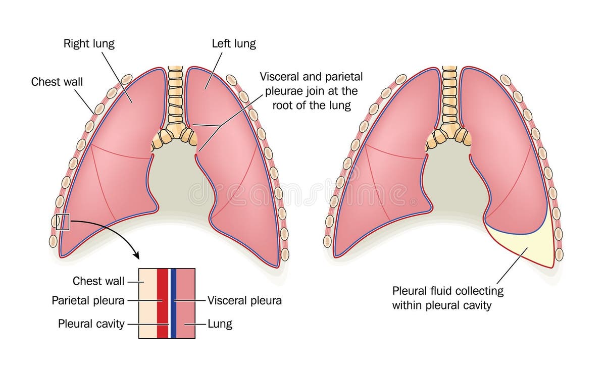 Anatomy Lung Membrane Stock Illustrations – 297 Anatomy Lung Membrane ...