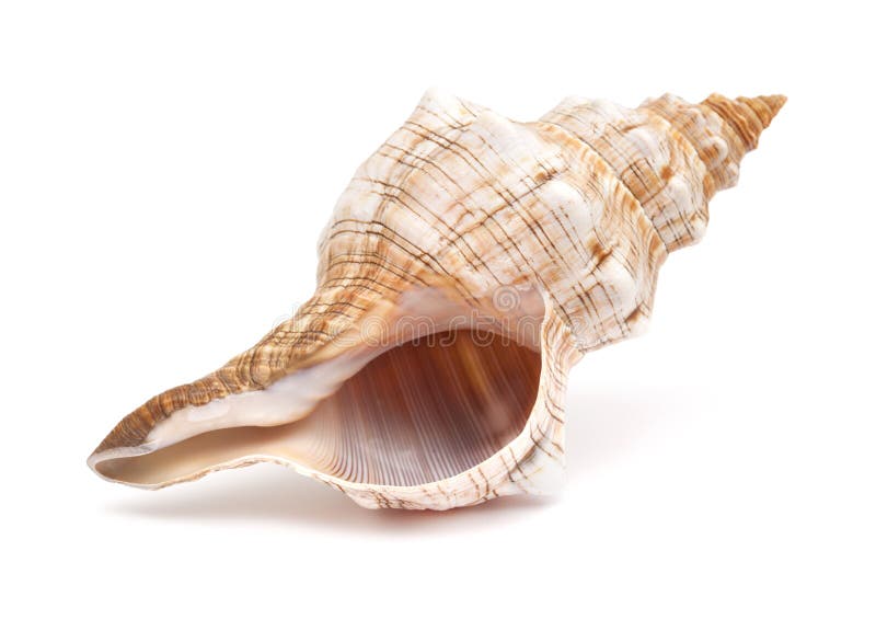 Pleuroploca Trapezium, Trapezium Horse Conch Stock Image - Image of ...