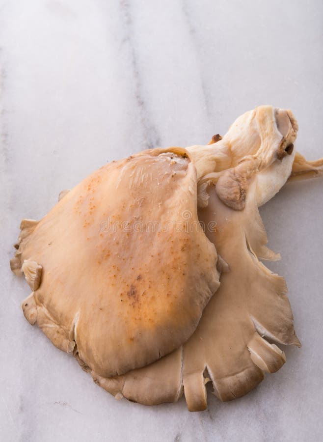 Pleurotus stock photo. Image of health, edible, freshness - 29067350
