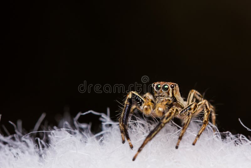 Plexippus Petersi spider stock image. Image of beauty - 26717357