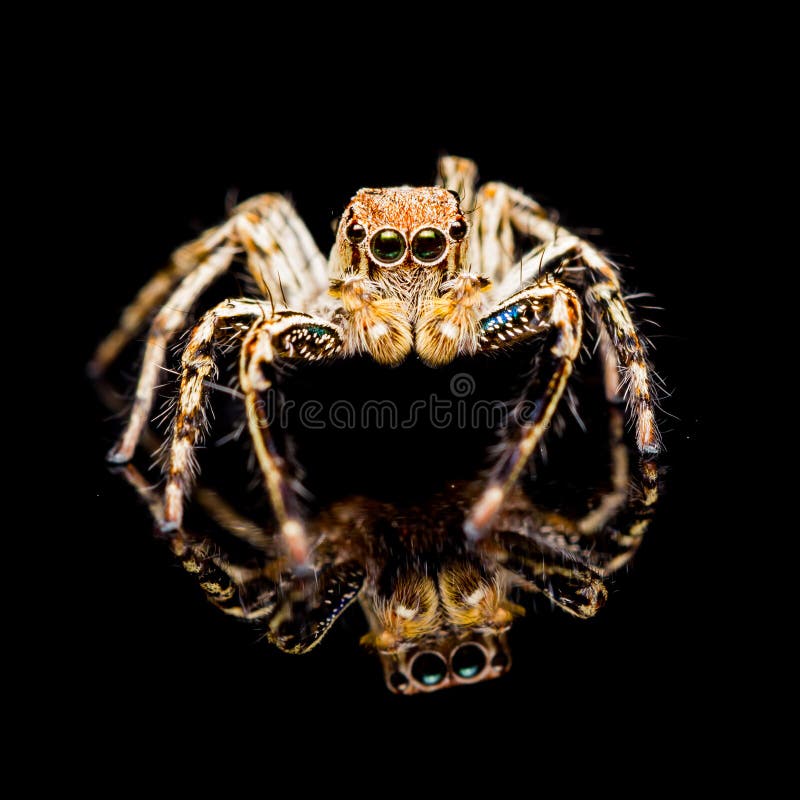 Plexippus Petersi spider stock photo. Image of face, jumping - 26717362