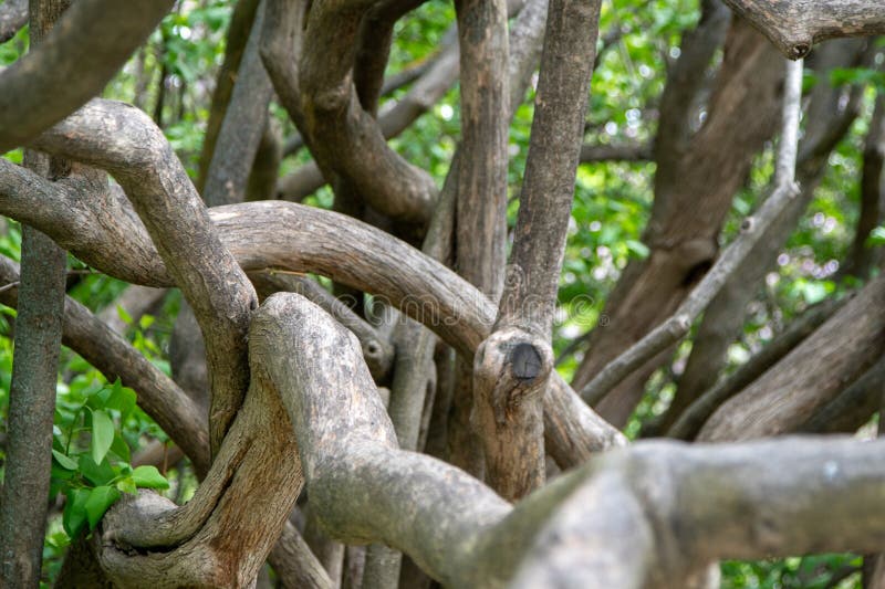 Plexus of Branches and Trunks of a Lilac Bush Stock Image - Image of ...