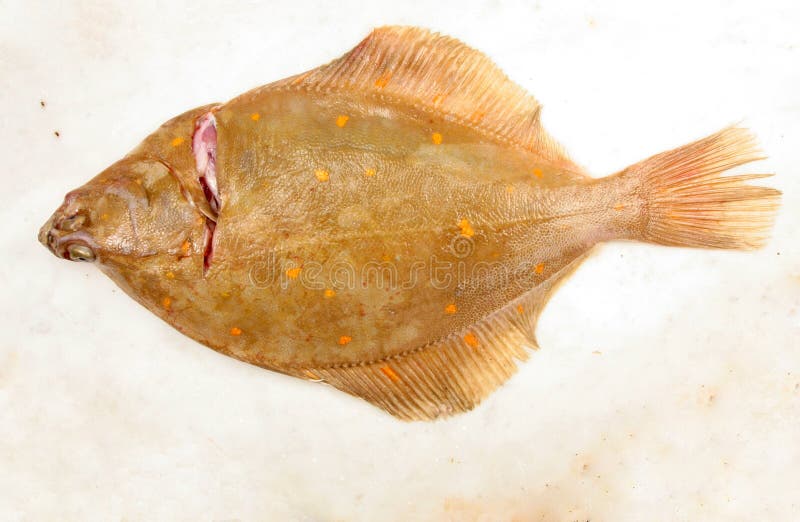 Poissons plats de plie image stock. Image du oeil, plie - 6020941