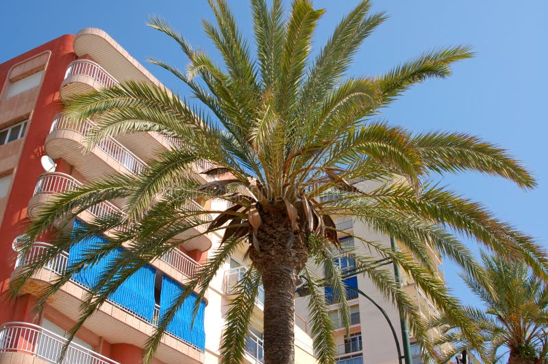 Plm Tree Crown Against a Building Stock Image - Image of branch, travel ...