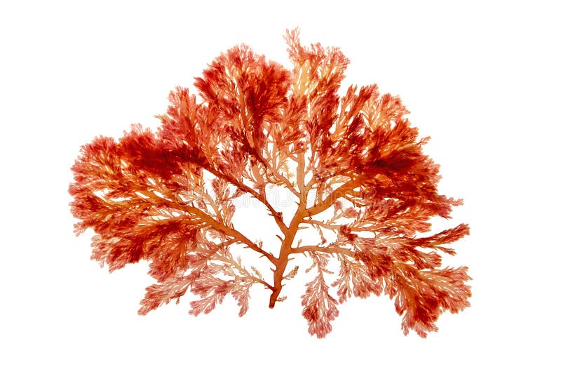 Plocamium Cartilagineum Red Algae Isolated on White Stock Image - Image ...