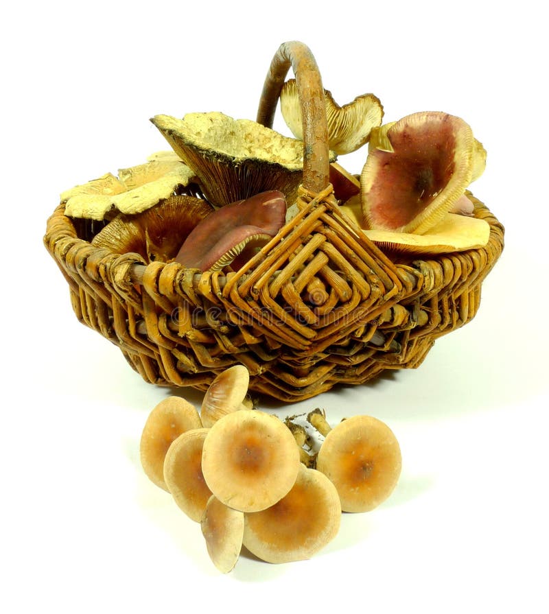 Plocka svamp gift arkivfoto. Bild av trä, spor, natur - 45247022