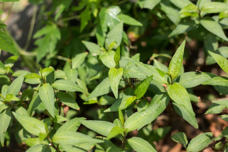 Plomo Verde Persicaria Odorata Imagen de archivo - Imagen de hoja ...