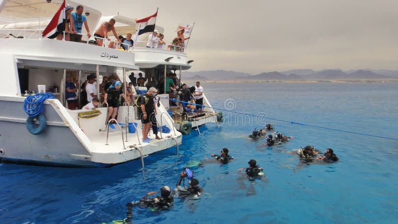 Plongée En Mer Rouge Égypte Image stock éditorial - Image du action ...