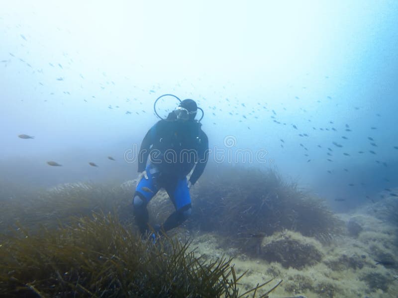 Plongeur Autonome Et Poissons Sous-marins Photo stock - Image du ...